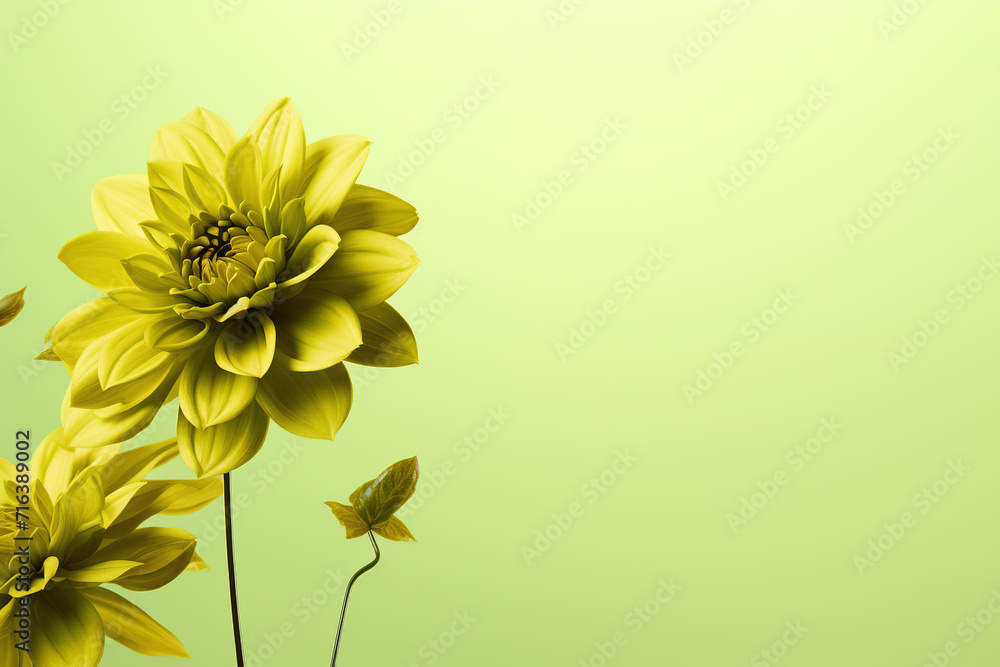 Chartreuse green color flower background, birthday background ...