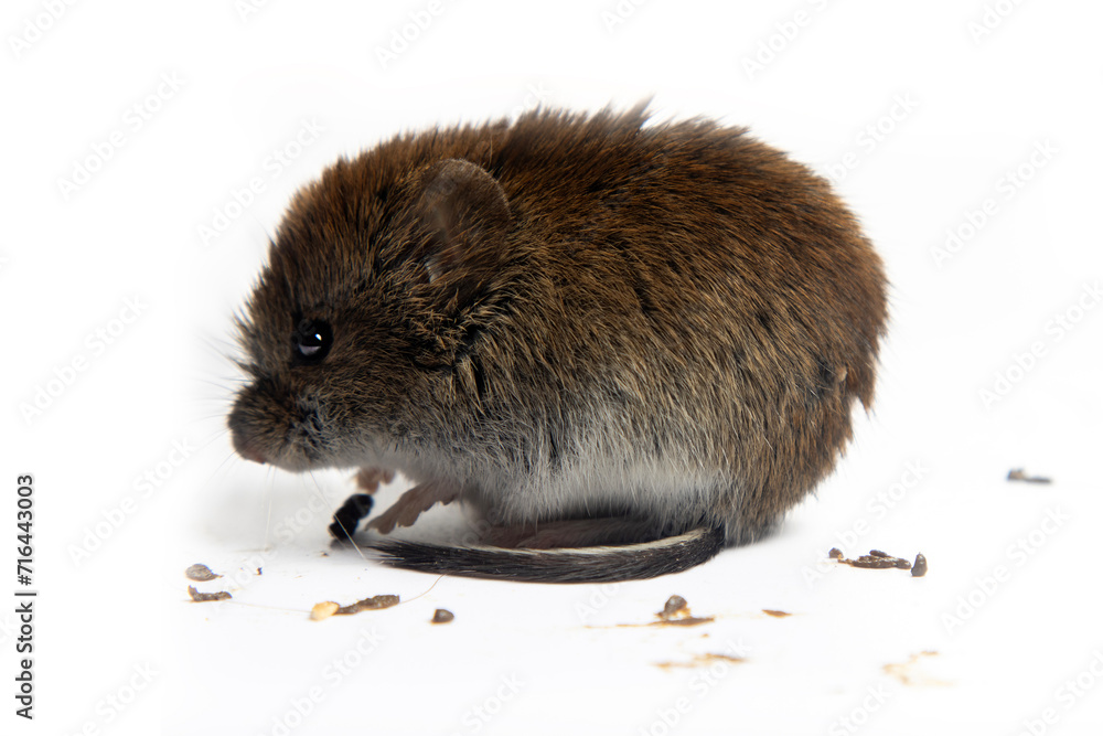 Mice notorious pests of agriculture, households. Voles eats food ...