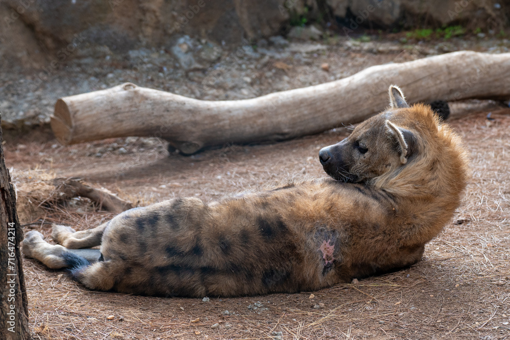Hyena in the zoo cage. Hyenas or hyaenas are feliform carnivoran ...