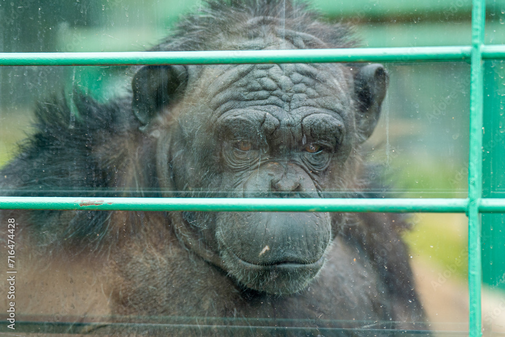 Chimpanzee in the zoo cage. The chimpanzee also known as simply the ...
