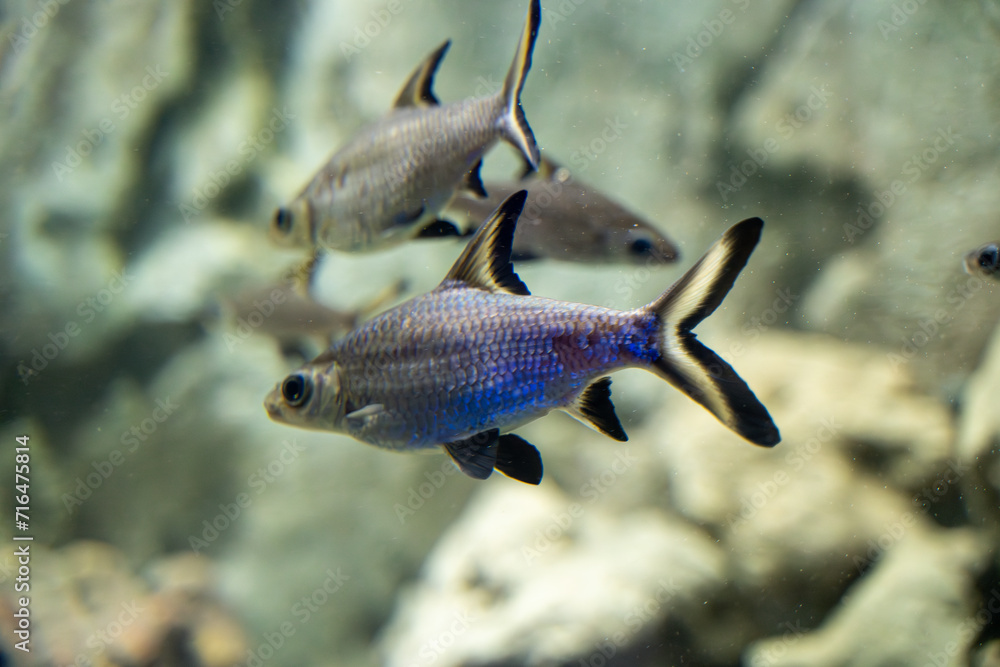 The bala shark fish in the Zoo aquarium. The bala shark also known as ...