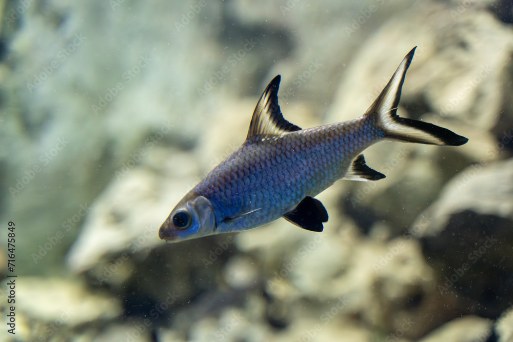 The bala shark fish in the Zoo aquarium. The bala shark also known as ...