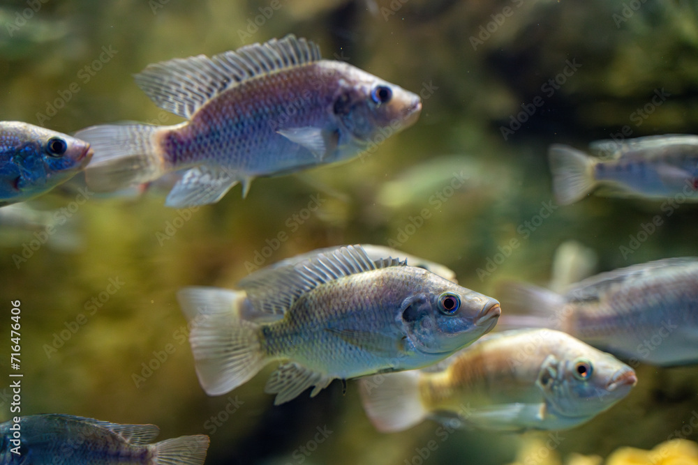 The Nile tilapia fish in the Zoo aquarium. The Nile tilapia ...