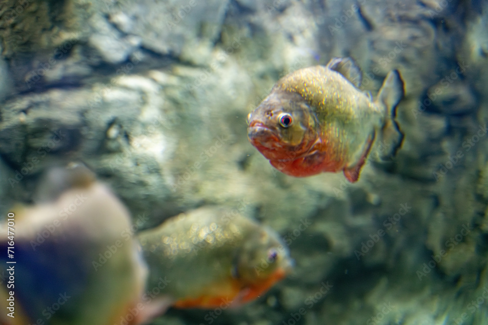 The red piranha fish in the Zoo aquarium. Pygocentrus nattereri is a ...