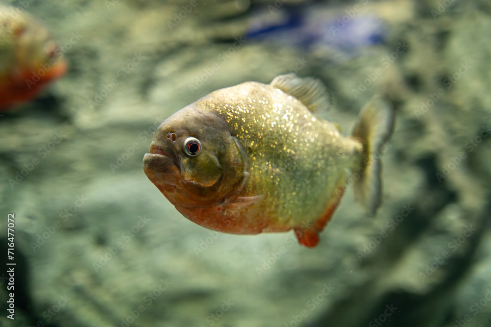 The red piranha fish in the Zoo aquarium. Pygocentrus nattereri is a ...