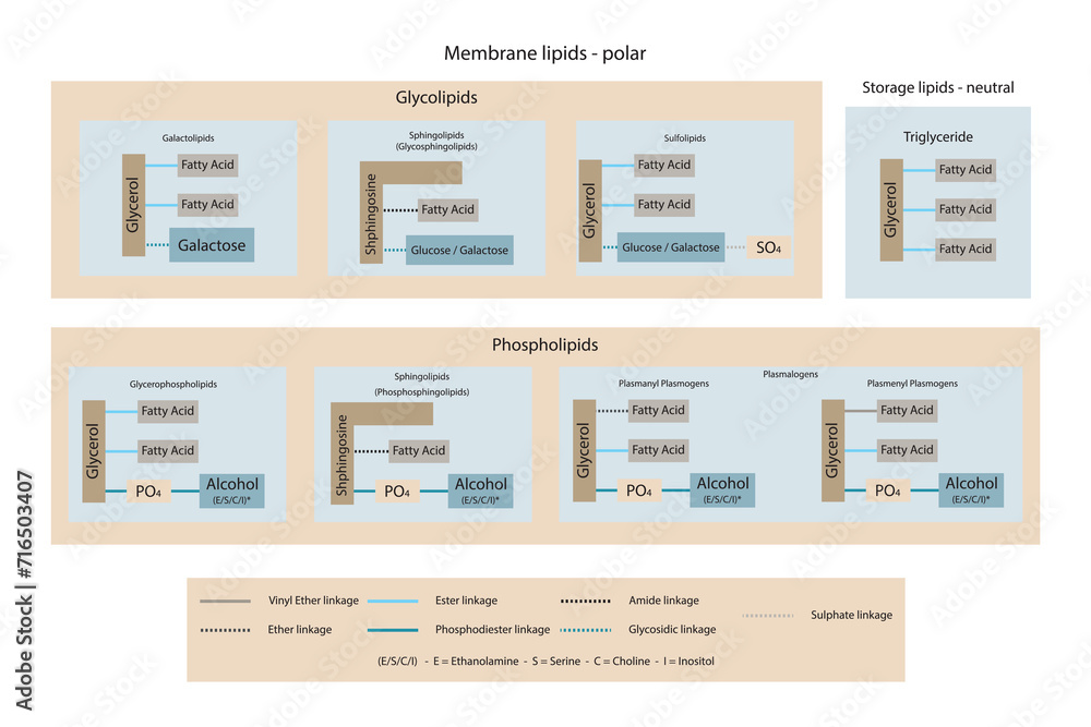 Diagram showing classification of lipids - storage lipids, membrane ...