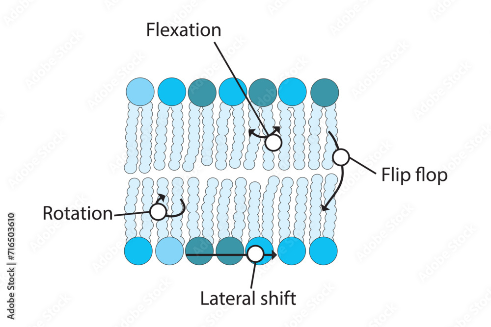 Diagram showing phospholipid mobilty across membrane - Transverse ...