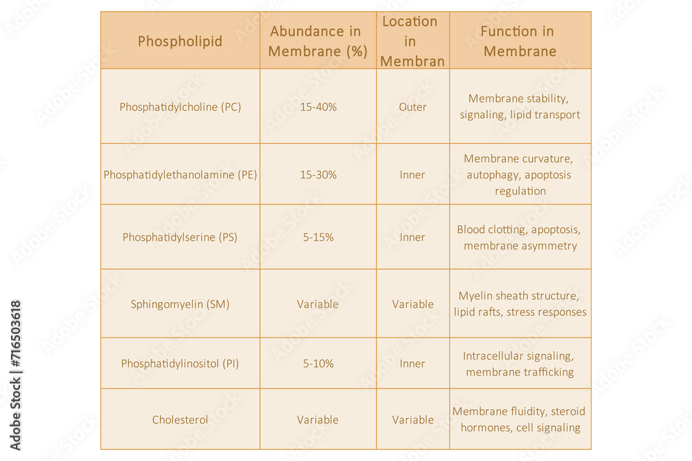 Vecteur Stock Table showing Phospholipids types, membrane abundance and ...