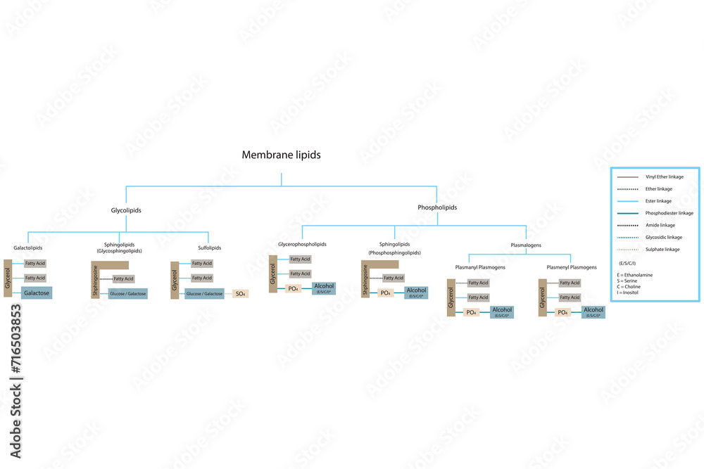 Diagram showing classification of lipids - storage lipids, membrane ...