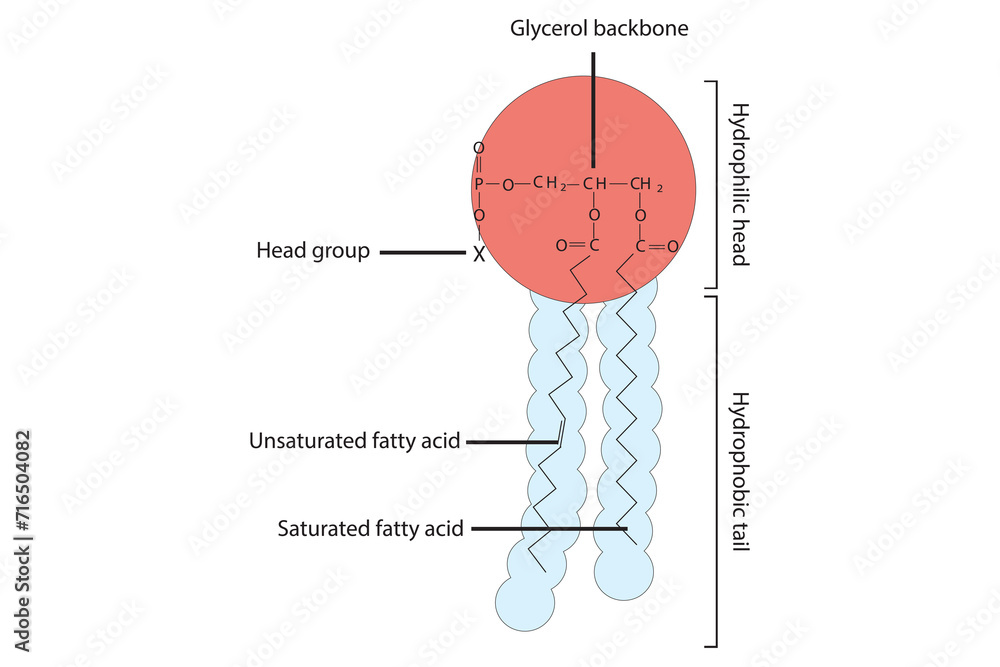 General schematic structure of phospholipid - polar head group, non ... General schematic structure of phospholipid - polar head group, non ...