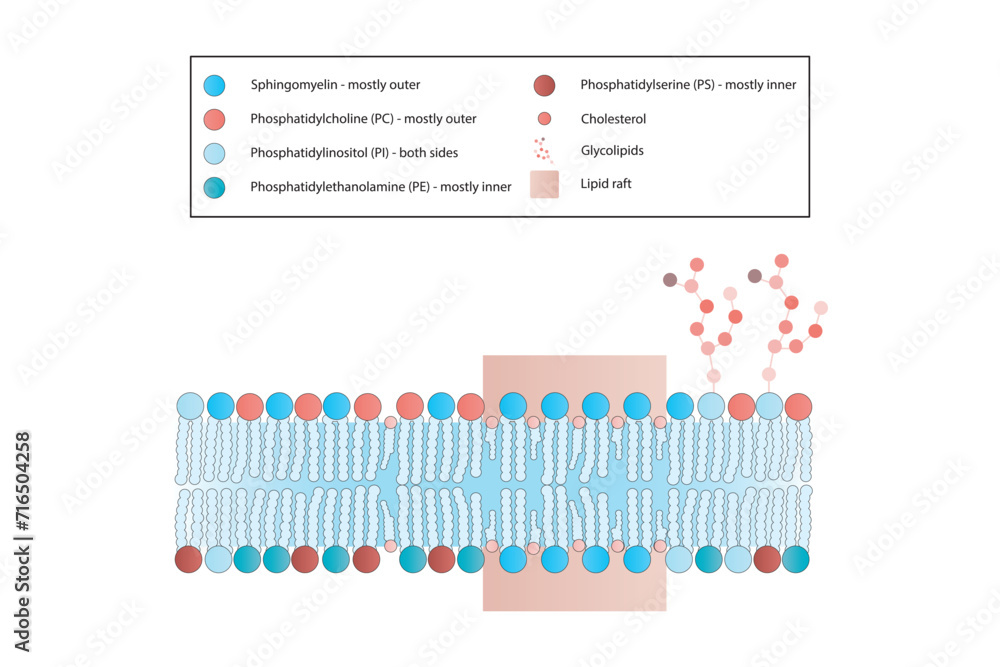 Diagrams showing schematic structure of cytoplasmatic membrane ...