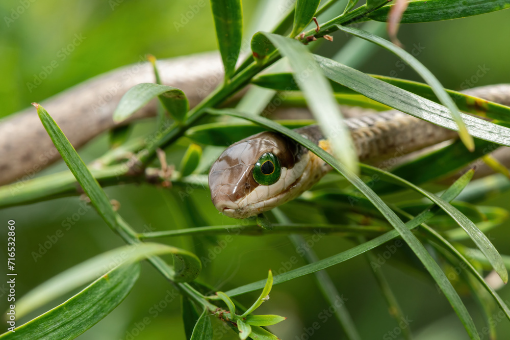 A beautiful juvenile boomslang (Dispholidus typus), also known as a ...