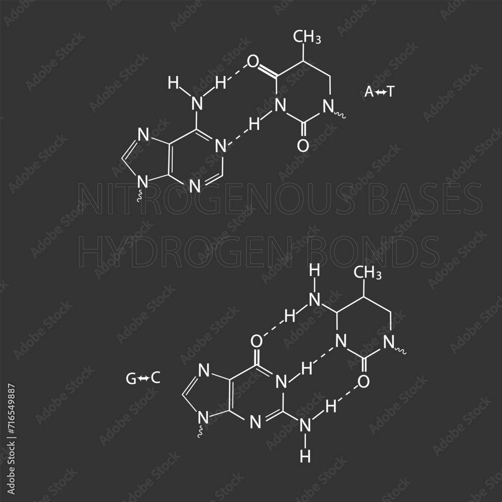 Nitrogenous bases hydrogen bonds molecular skeletal chemical formula ...