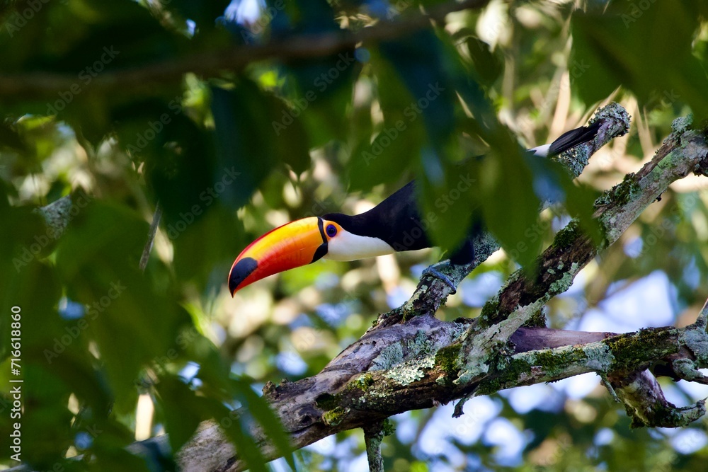Toucan toco (Ramphastos toco) peaking through rainforest leaves in ...