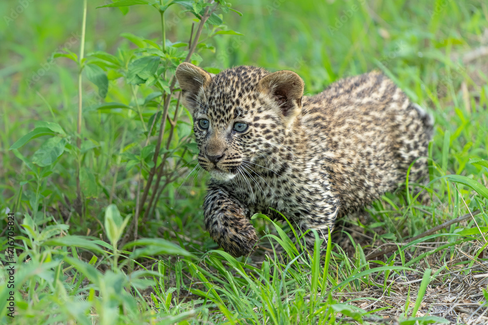 Leopard cub on the move. This very young Leopard cub was following his ...
