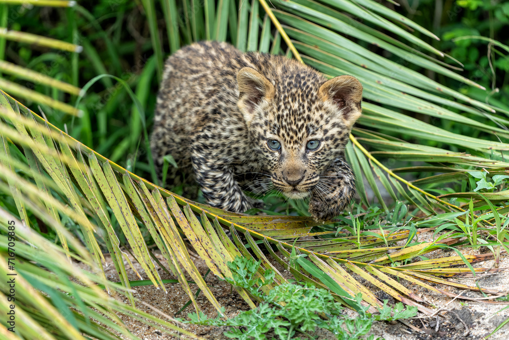 Leopard cub on the move. This very young Leopard cub was following his ...