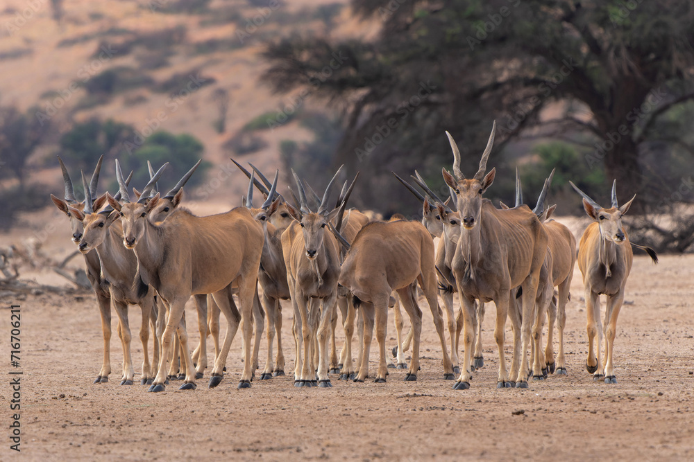 Common eland, also known as the southern eland or eland antelope ...