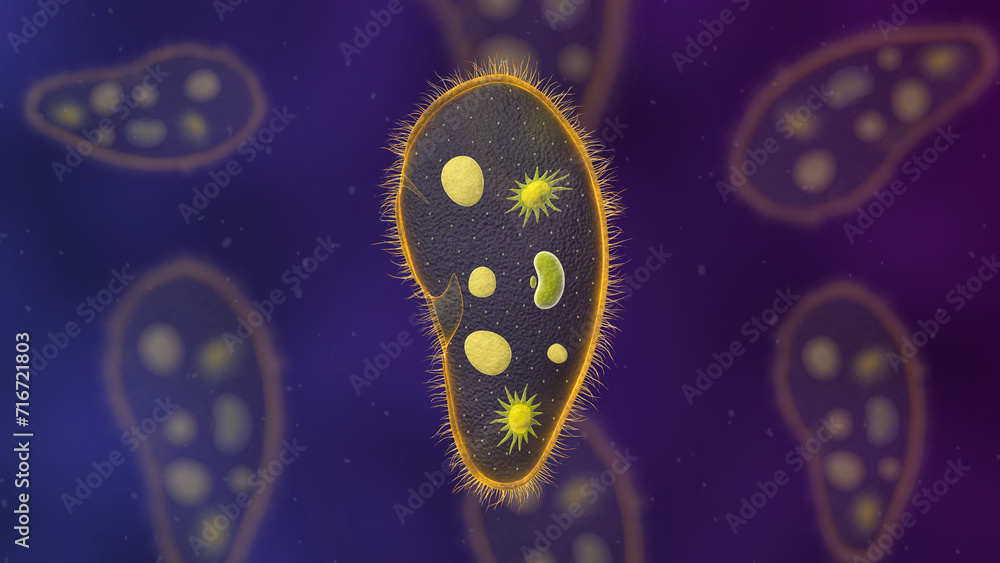 Poster Paramecium protozoa 3d illustration. Euglena Viridis proteus ...