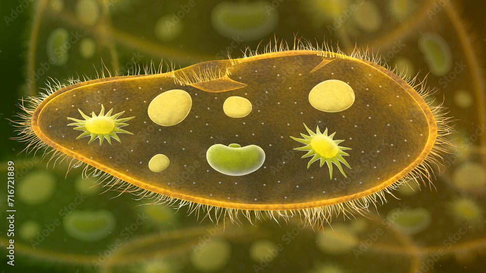 Paramecium protozoa 3d illustration. Euglena Viridis proteus Stock ...