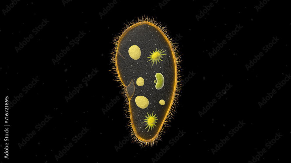 Paramecium protozoa 3d illustration. Euglena Viridis proteus, First ...