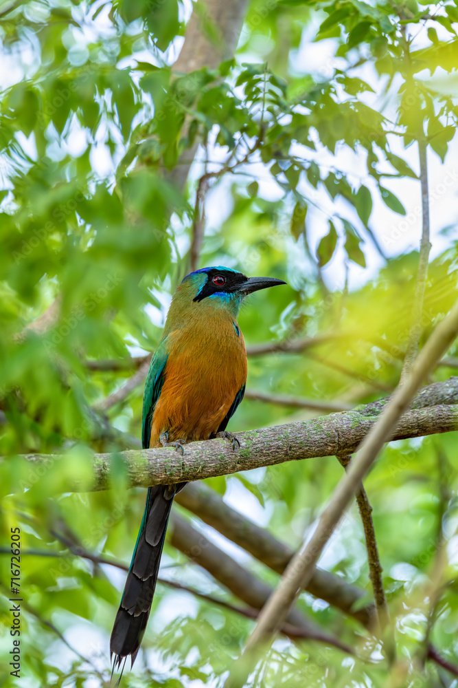 Amazonian motmot (Momotus momota) is a colorful near-passerine bird in ...