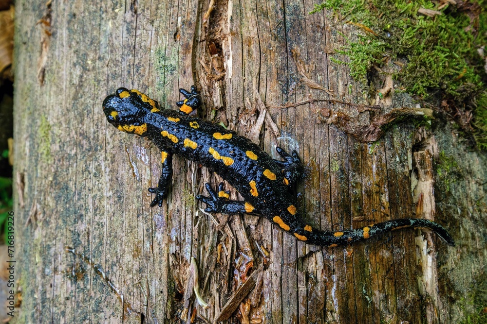 The fire salamander (Salamandra salamandra) is possibly the best-known ...