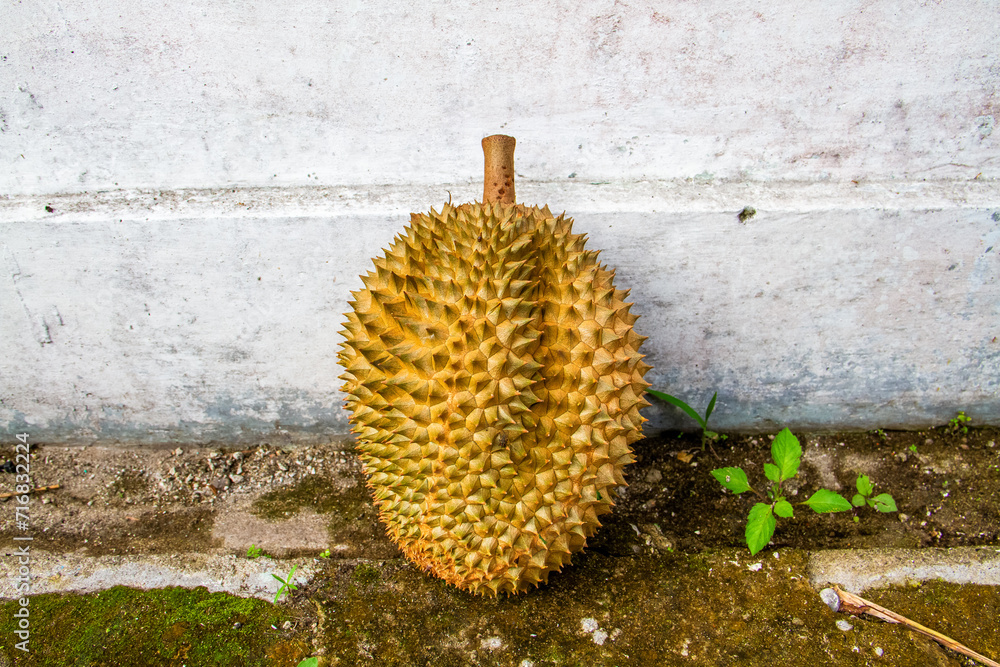 Local Indonesian durian is delicious and contains various vitamins and ...