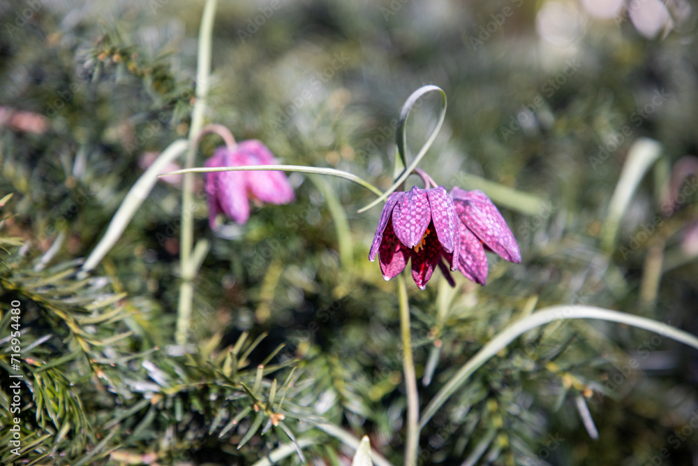 Fritillaria meleagris. Flowers in the field. Black rose. Poisonous ...