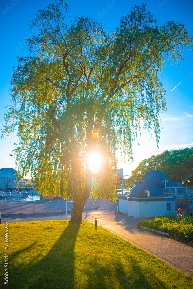 Guardián del tiempo: Testigo silencioso de la vida y las estaciones que ...