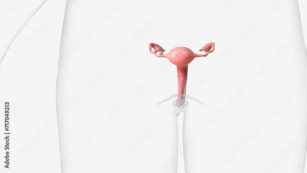 Female Internal Genital Organs Vagina Uterus and cervix Fallopian tubes ...