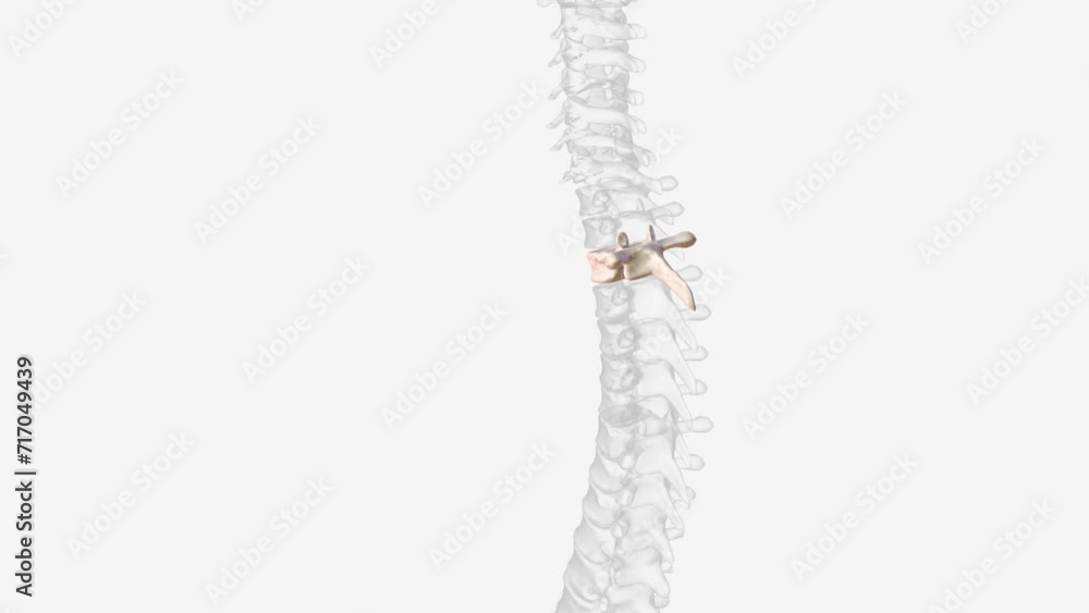 Third thoracic vertebrae (T3): The thoracic spinal nerve 3 passes ...