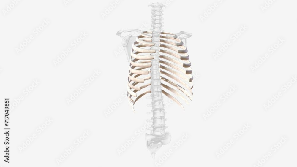 Vidéo Stock The rib cage consists of 24 ribs (2 sets of 12), which are ...
