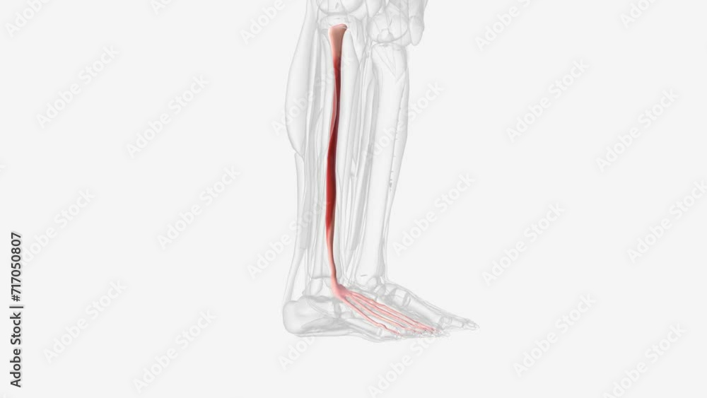 The extensor digitorum longus (EDL) is 1 of 4 muscles in the anterior ...