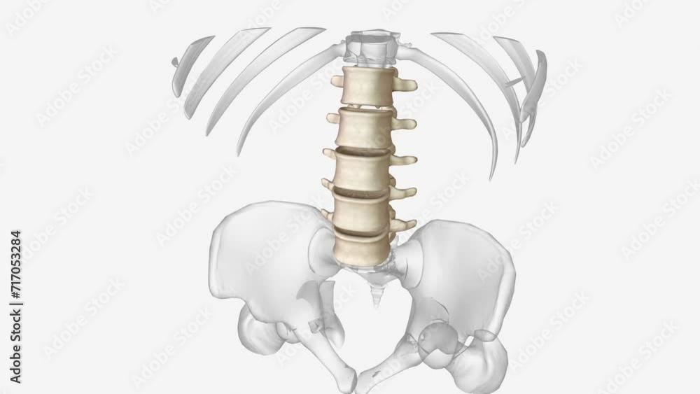 The lumbar vertebrae are, in human anatomy, the five vertebrae between ...