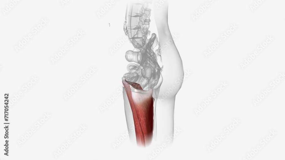 The posterior compartment of the thigh contains the hamstring muscles ...