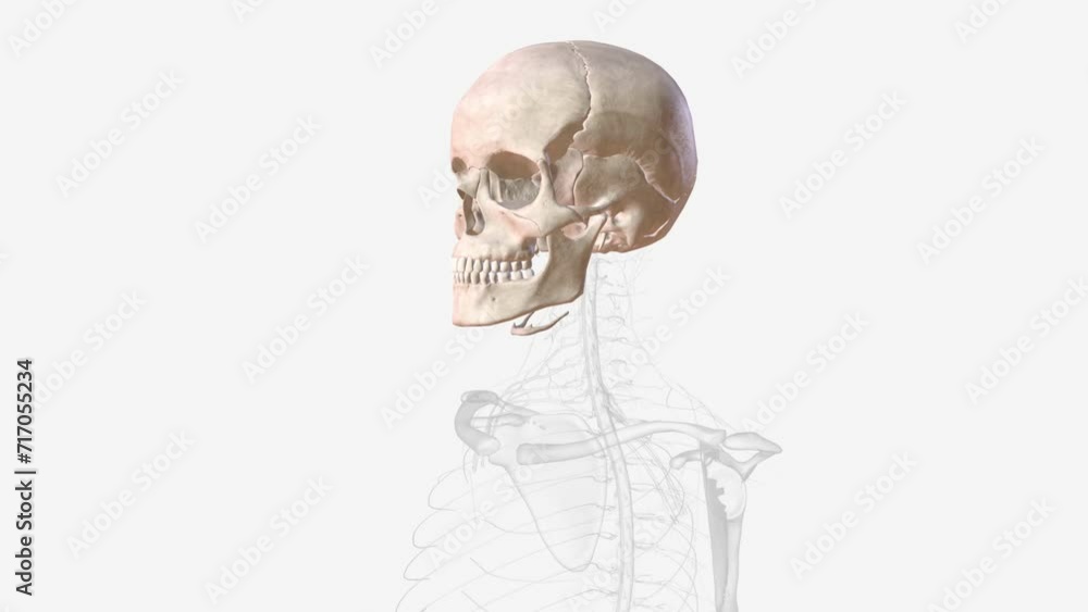 The bones of the skull are 22 bones, organized into a cranial skeleton ...