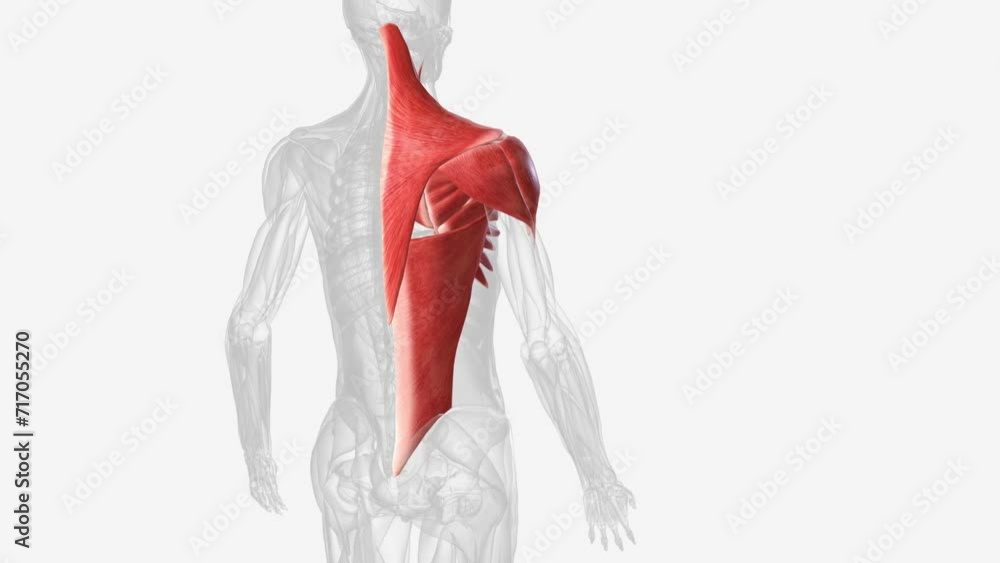 The shoulder has about eight muscles that attach to the scapula ...