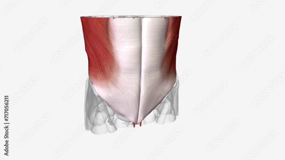 The abdominal muscles are the muscles forming the abdominal walls, the ...