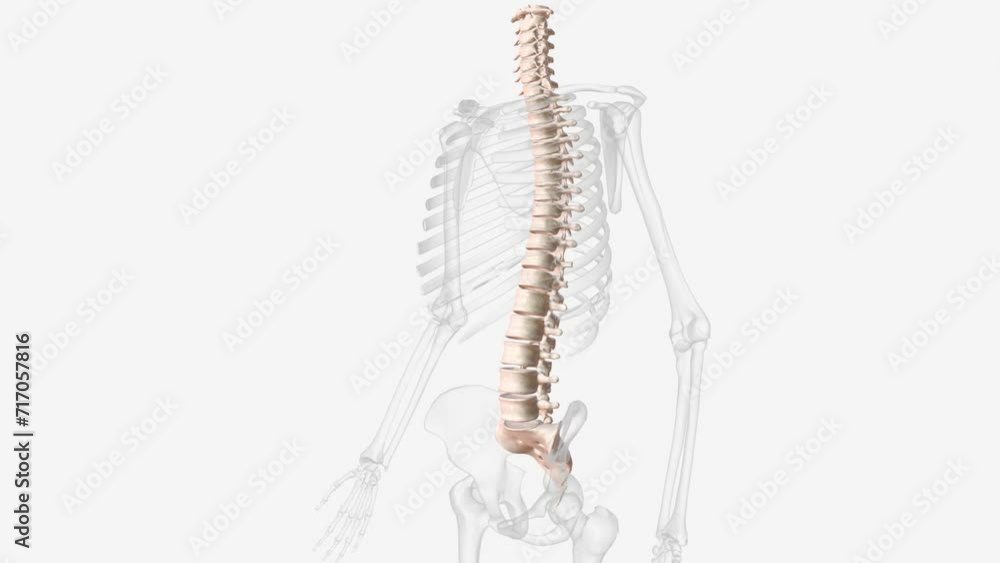 The vertebral column surrounds the spinal cord which travels within the ...