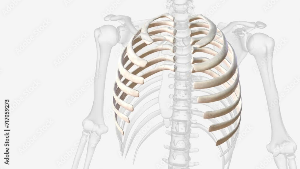 The true ribs include rib pairs 1-7, with each rib articulating ...