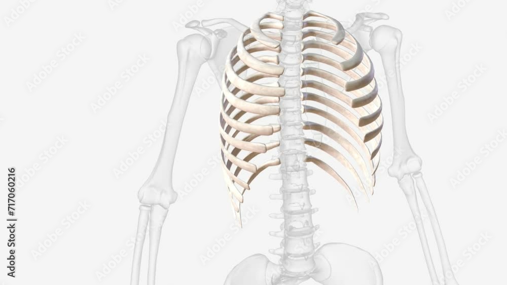 The rib cage consists of 24 ribs (2 sets of 12), which are attached to ...