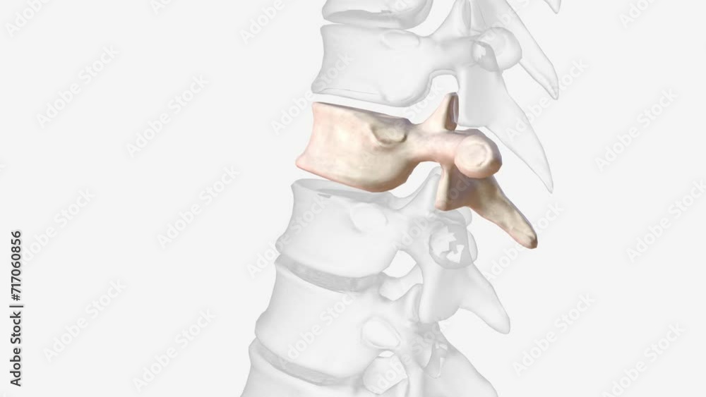 The thoracic spinal vertebrae consist of 12 total vertebrae and are ...