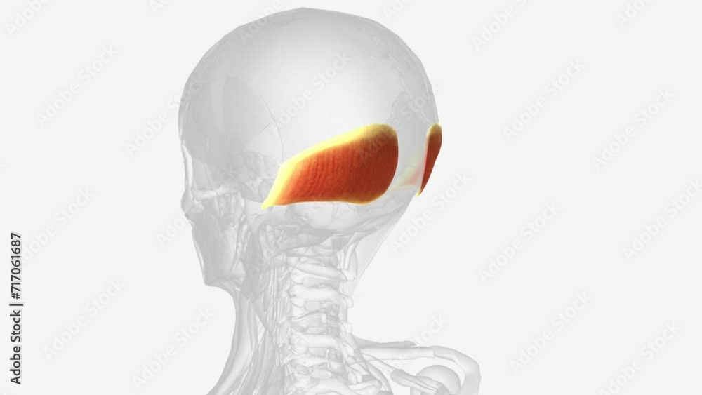 Vidéo Stock The occipitalis muscle (occipital belly) is a muscle which ...