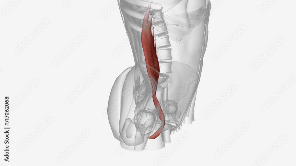 Vídeo do Stock: The psoas muscle is a paraspinal muscle located deep in ...
