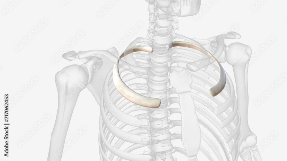 The second rib is thin, long, and has a tuberosity on its superior ...