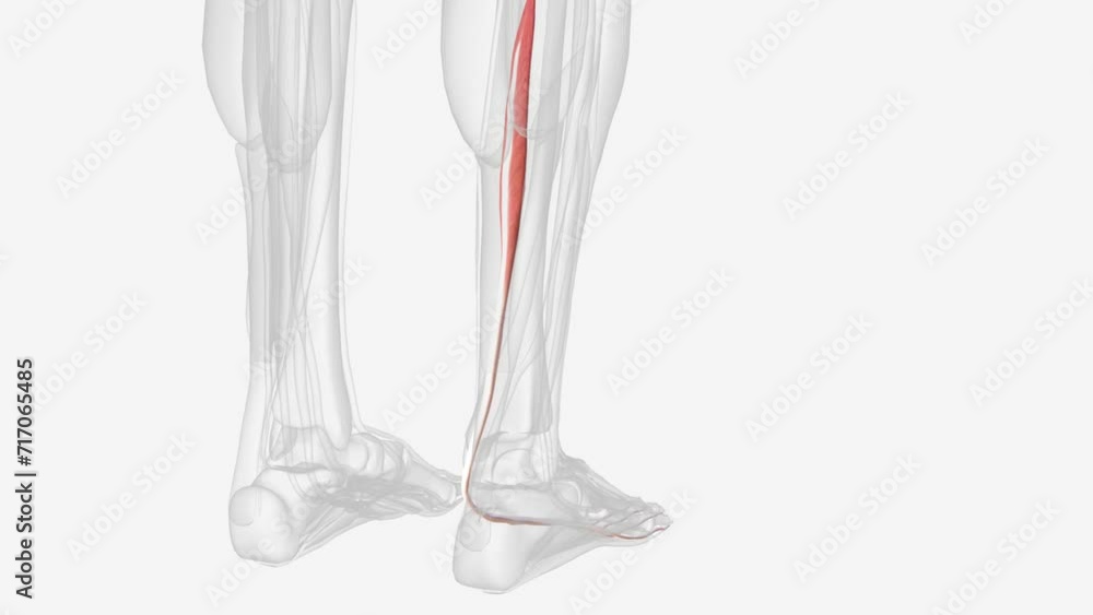 The flexor digitorum longus (FDL) is part of the deep muscle group of ...