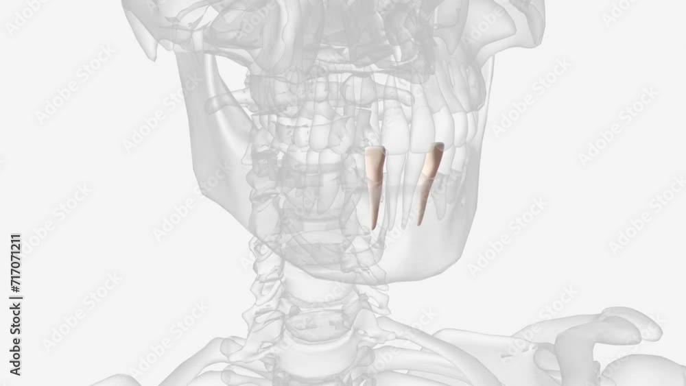The mandibular lateral incisor is the tooth located distally from both ...