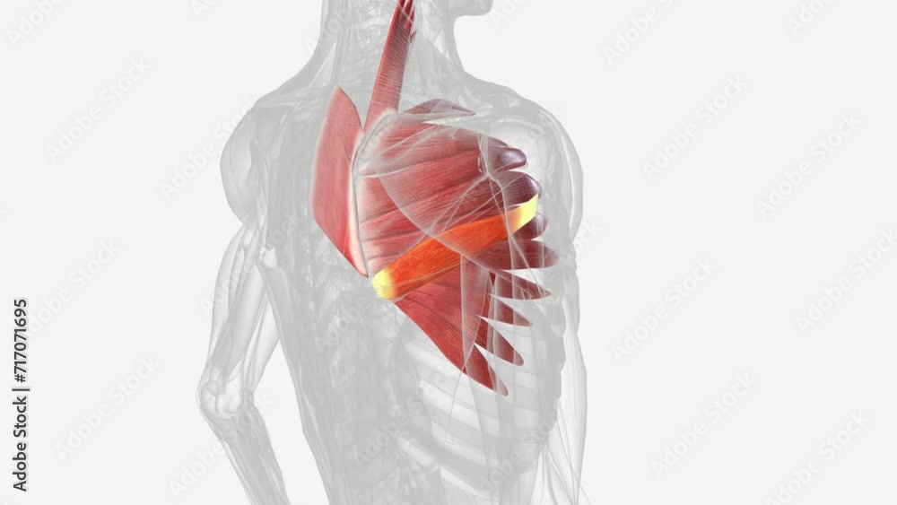 Vidéo Stock Teres major muscle is one of the seven scapulohumeral ...