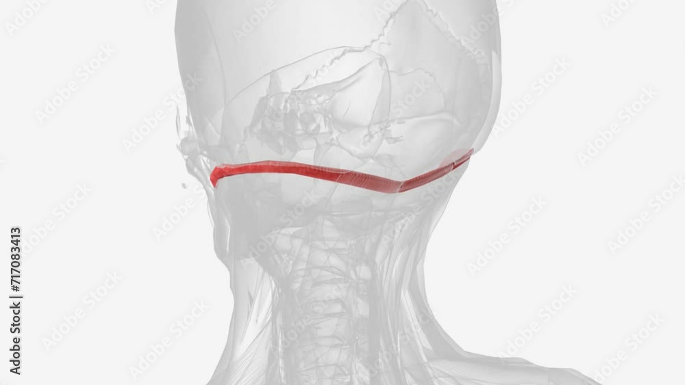 The transversus nuchae muscle can be divided into two sections ...