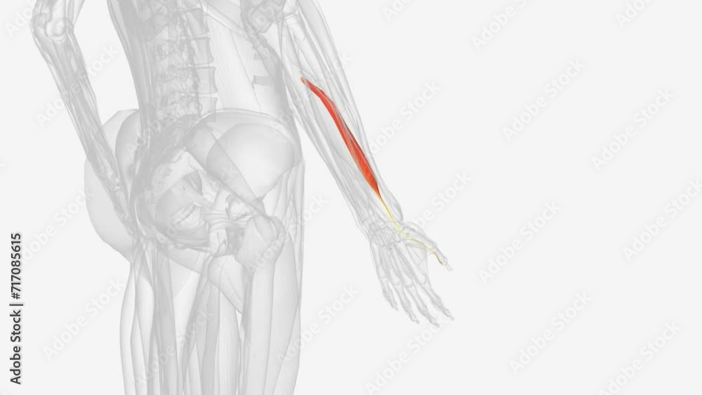 The flexor pollicis longus (FPL) muscle is one of the three deep ...